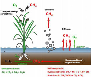 Permafrost Carbon Network